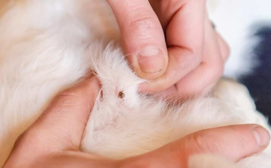 What If U Find embedded Buried Dried Up Dead Tick On Dogs?