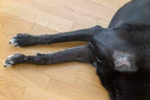 6 TIPS TO HELP YOUR DOG'S SURGICAL WOUND HEAL FASTER? - careallpets